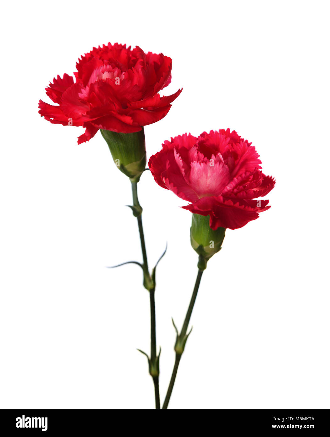Two carnations isolated on white background Stock Photo - Alamy