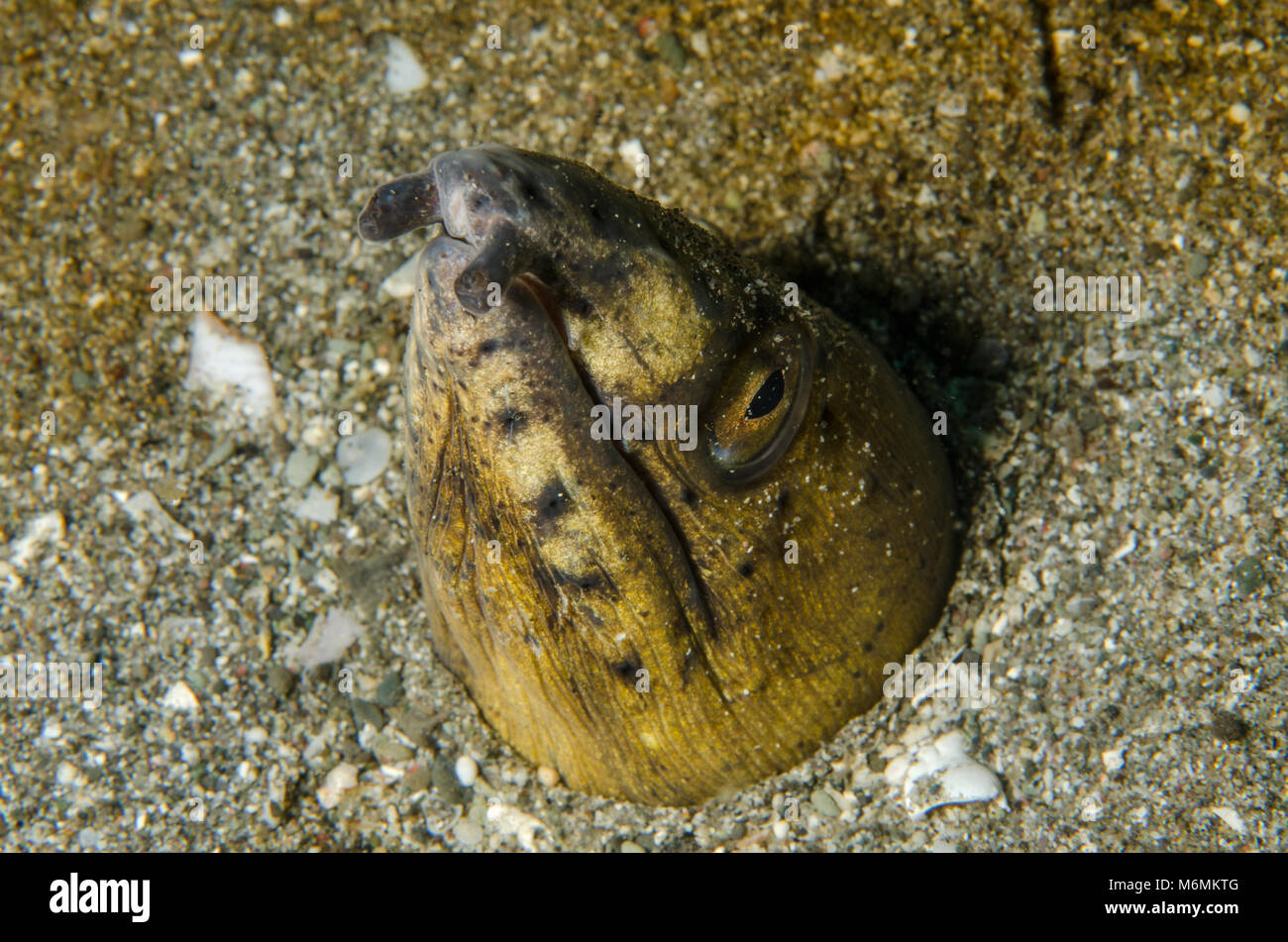 Dark-shouldered snake eel, Ophichthus cephalozona, Ophichthidae, Anilao ...