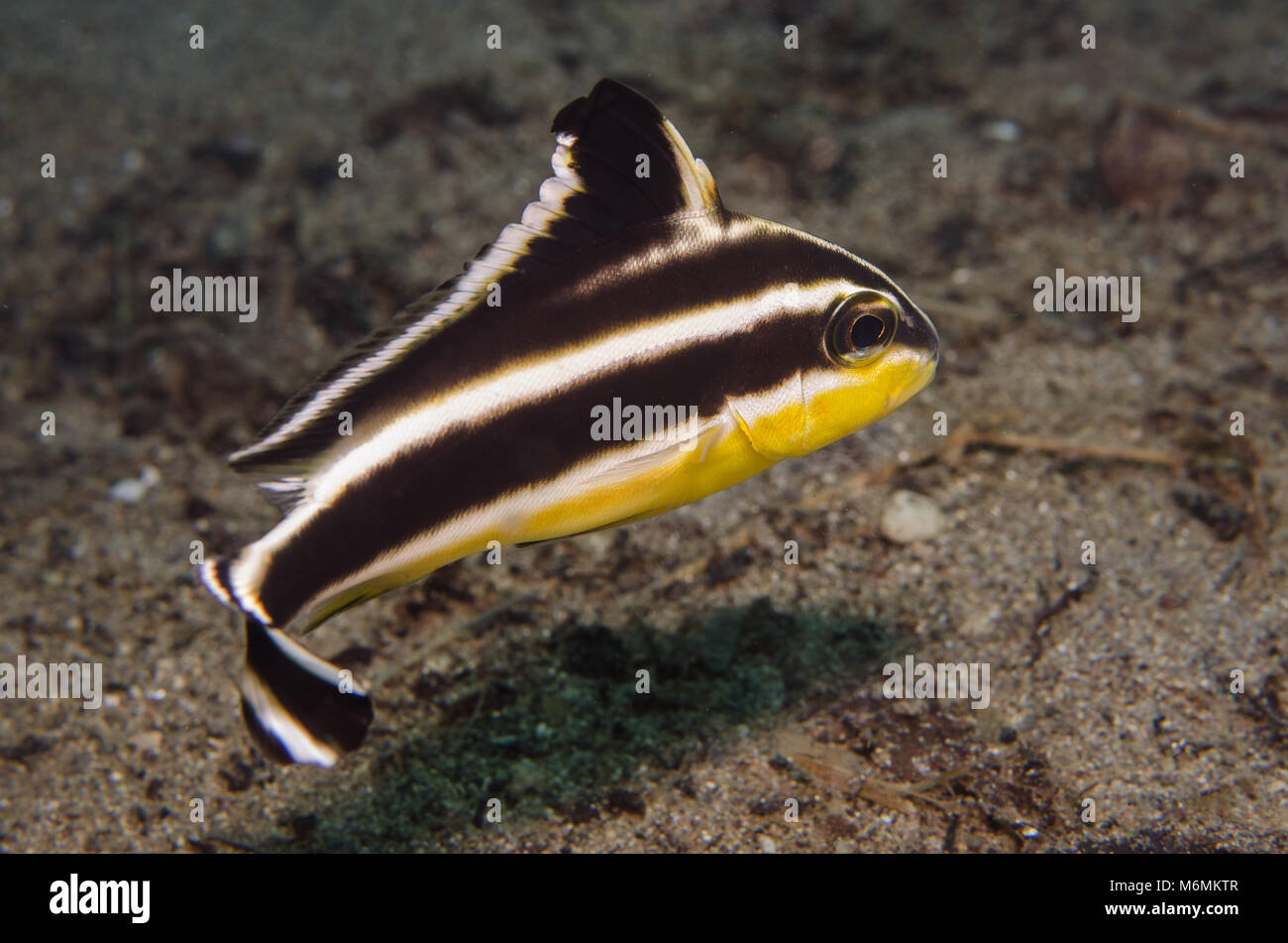 Juvanile Painted Sweetlips, Diagramma pictum, Haemulidae, Anilao ...