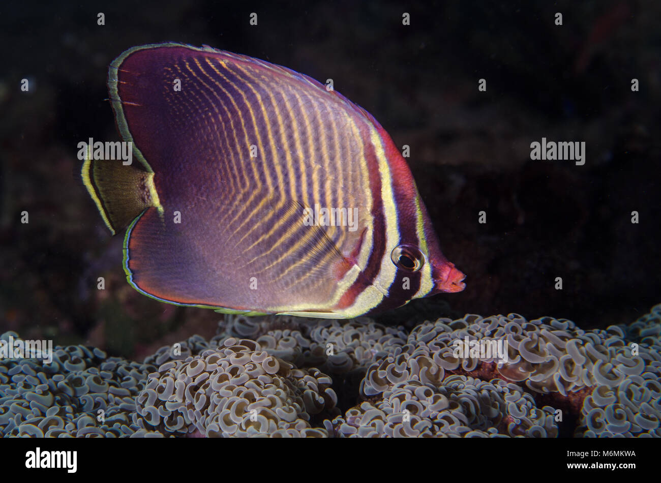 Eastern triangular butterflyfish, Chaetodon baronessa, Chaetodontidae ...