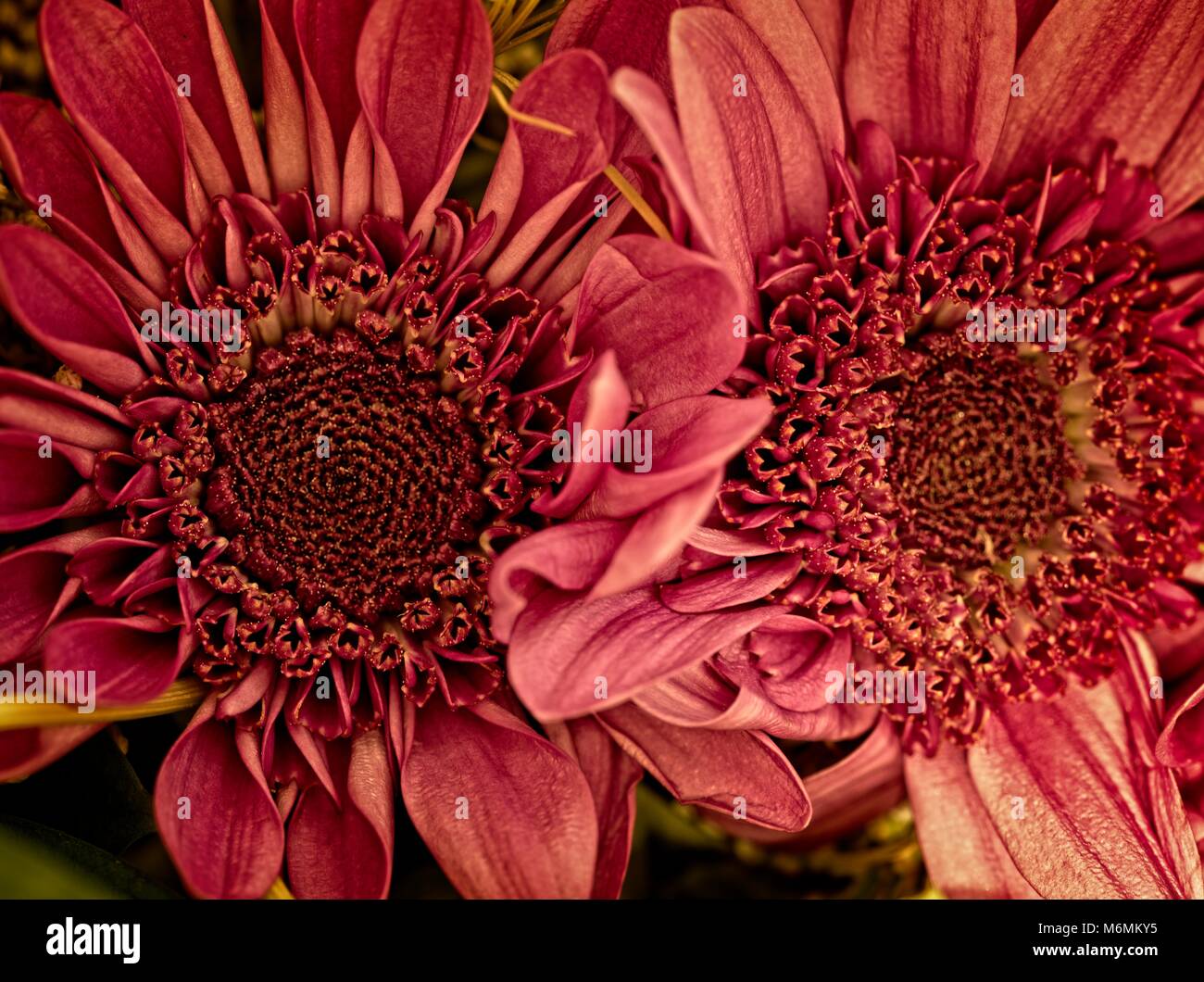 Two color patterns hi-res stock photography and images - Alamy