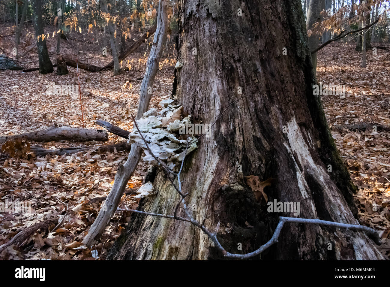 The Great Hill Trails in Bridgewater, Massachusetts Stock Photo - Alamy
