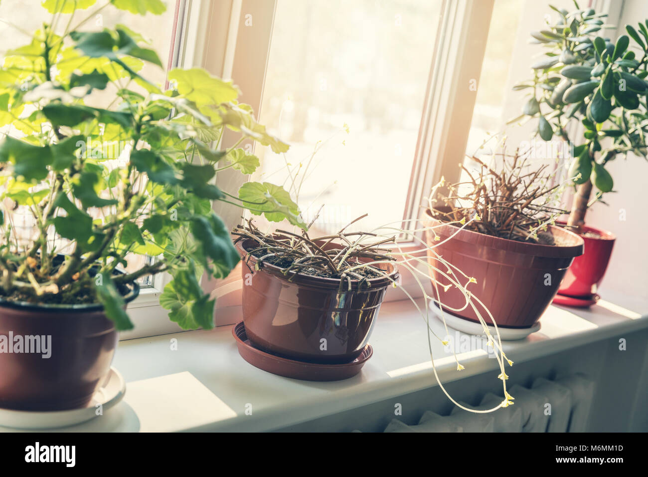 Windowsill hi-res stock photography and images - Alamy