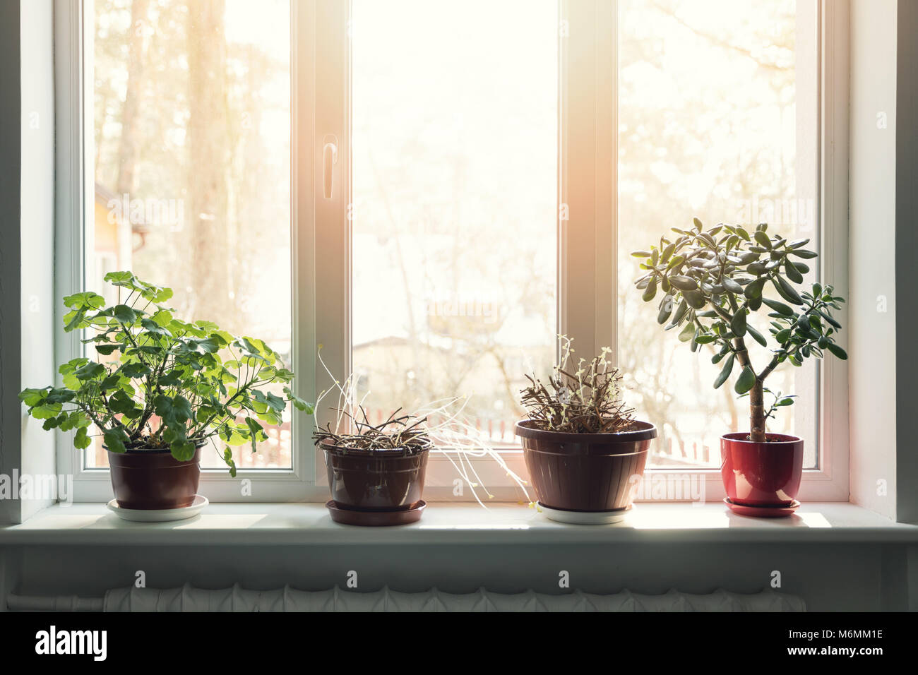 indoor plants in pots on sunny window sill Stock Photo - Alamy