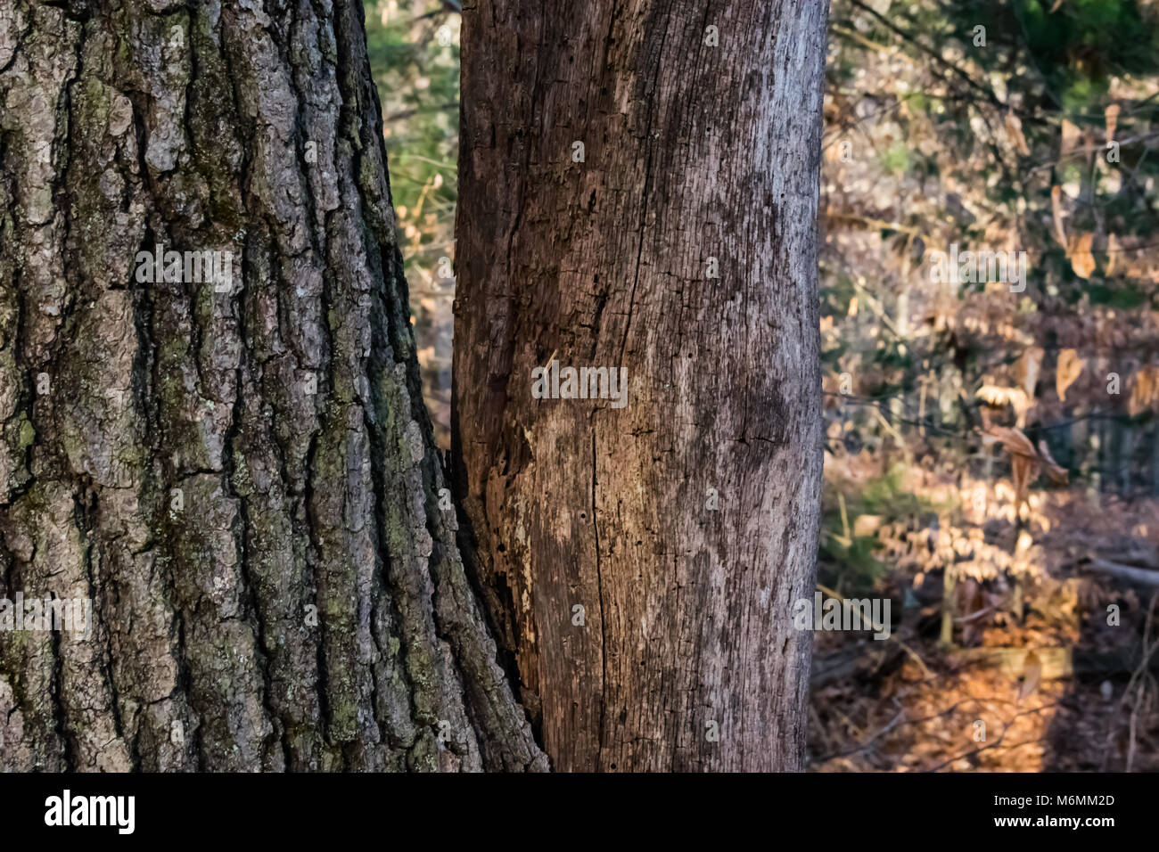 The Great Hill Trails in Bridgewater, Massachusetts Stock Photo - Alamy