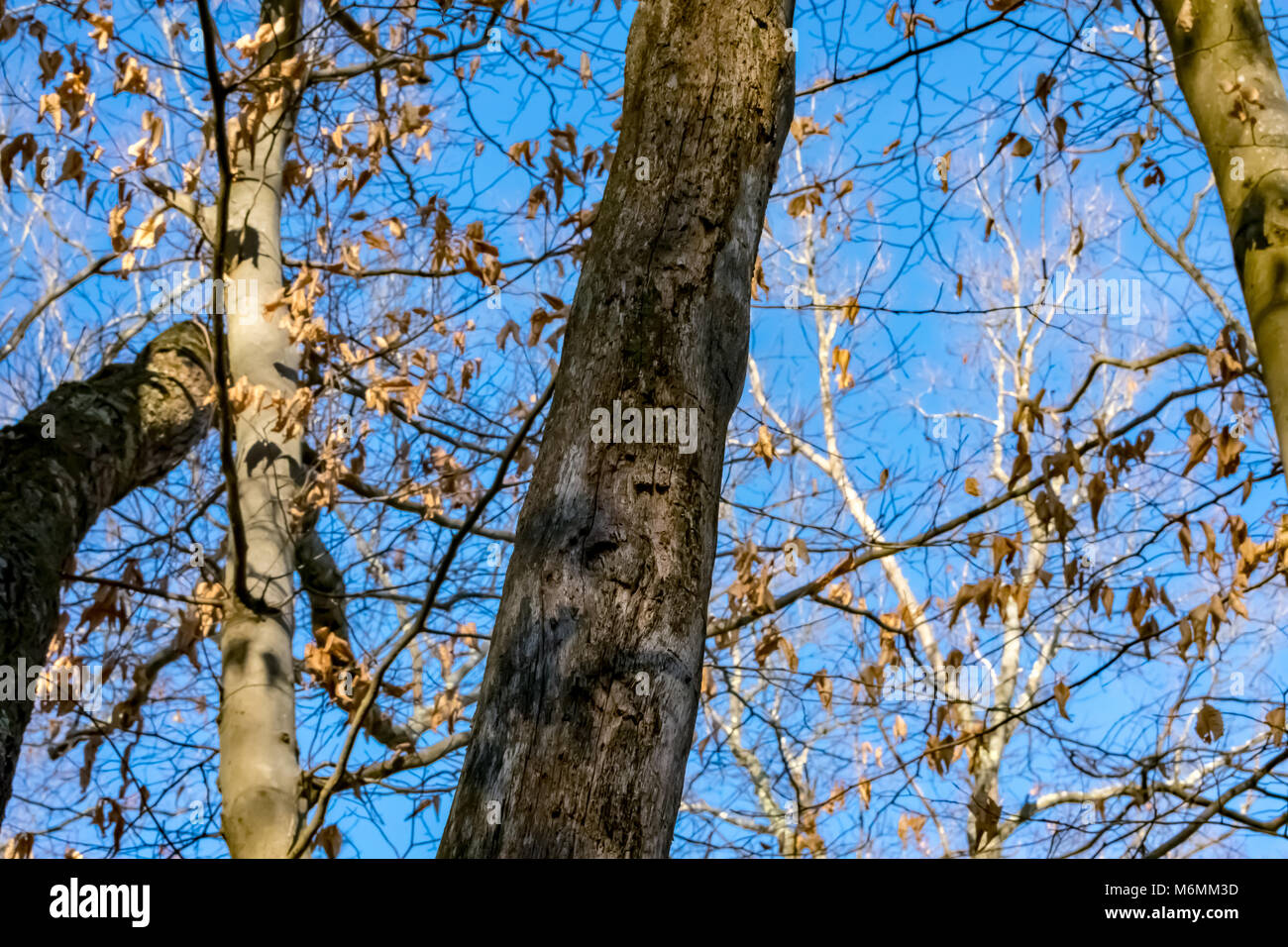 The Great Hill Trails in Bridgewater, Massachusetts Stock Photo - Alamy