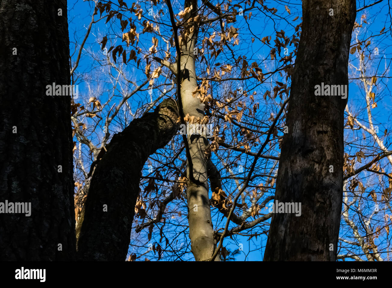 The Great Hill Trails in Bridgewater, Massachusetts Stock Photo - Alamy