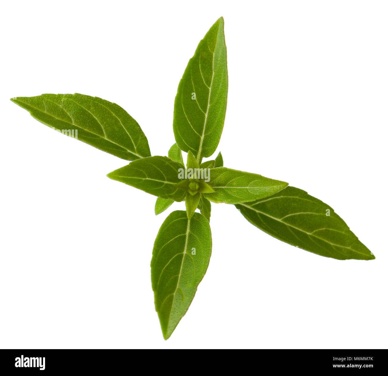 Fresh sprig of basil isolated on white background Stock Photo - Alamy
