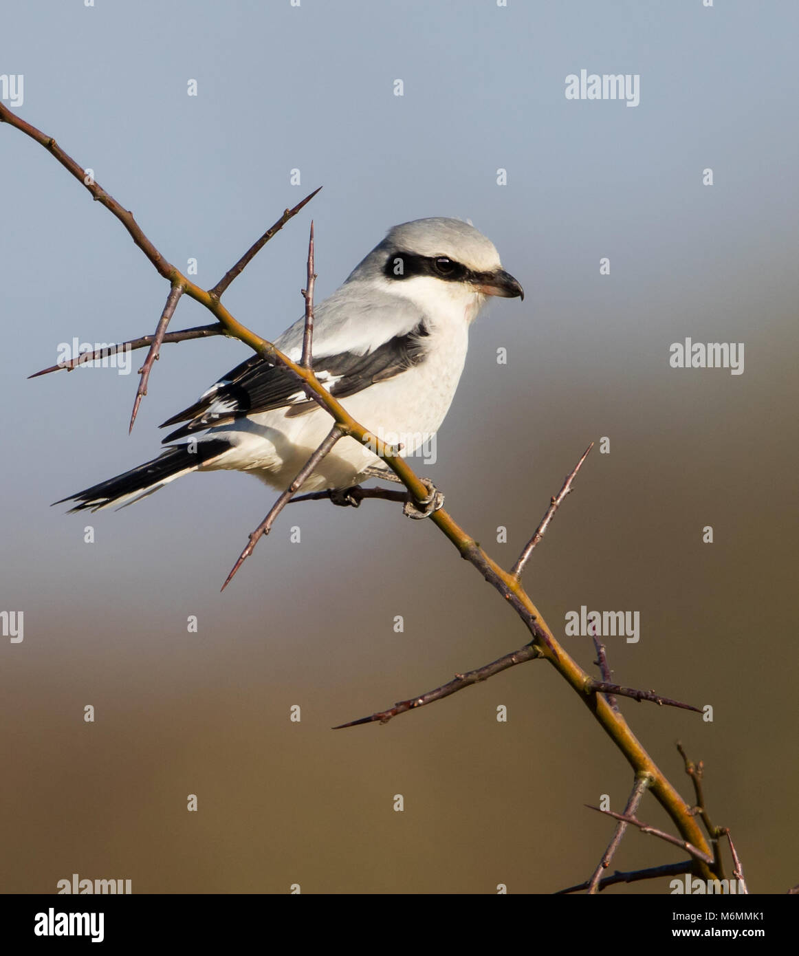 Great Grey Shrike in the Cotswold Hills UK Stock Photo - Alamy