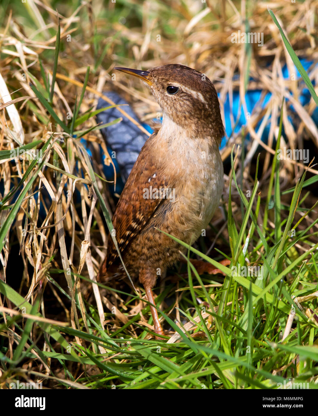 Wren stretching up after hunting under a water pipe Stock Photo - Alamy