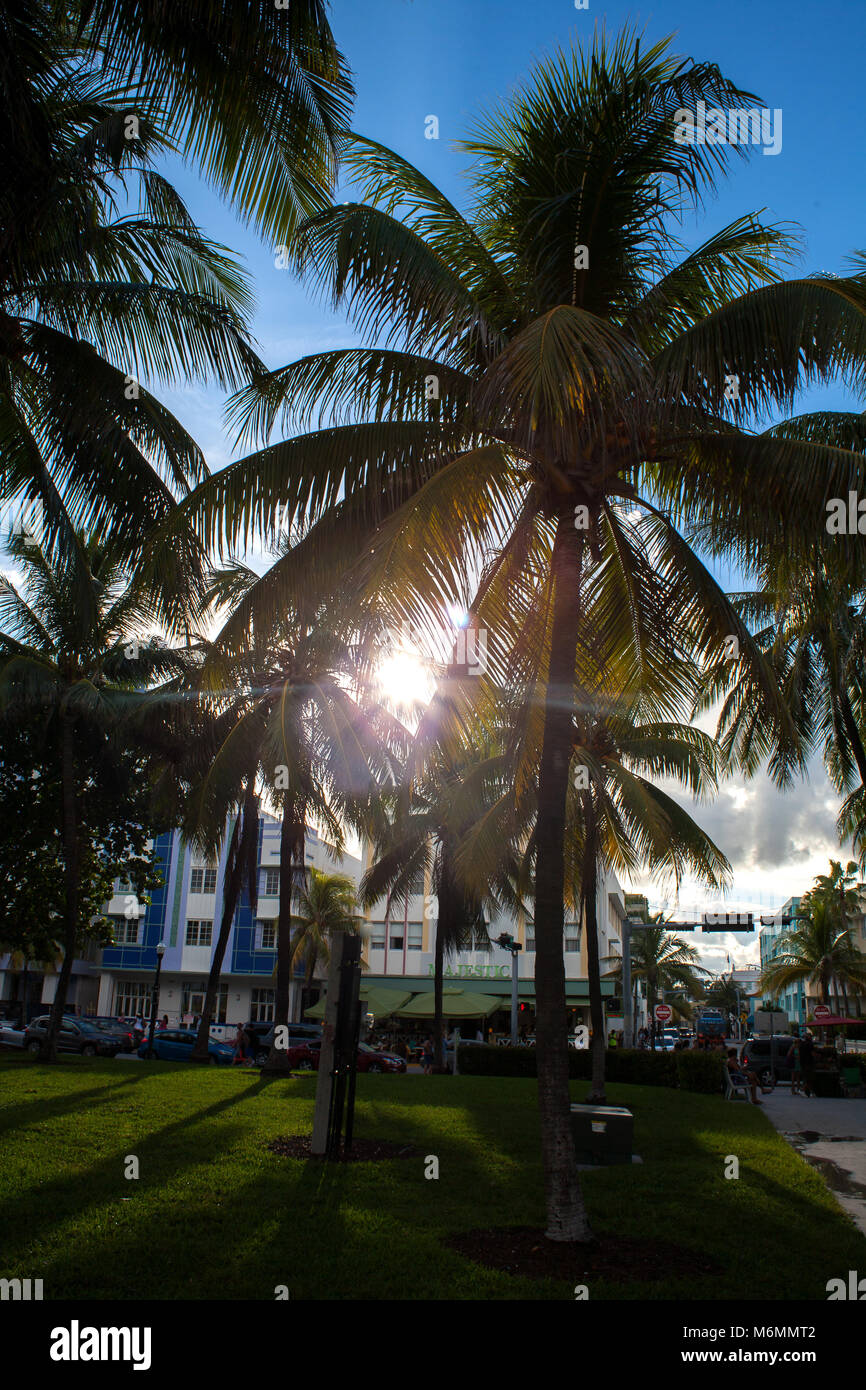 Sun shining through a palm tree at Miami South Beach, Ocean Drive Stock ...