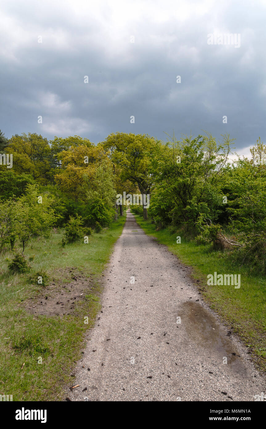 narrow path in the forest with a beautiful cloudy sky Stock Photo - Alamy