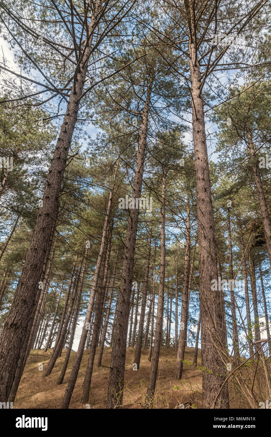 tall pine trees in the forest Stock Photo - Alamy