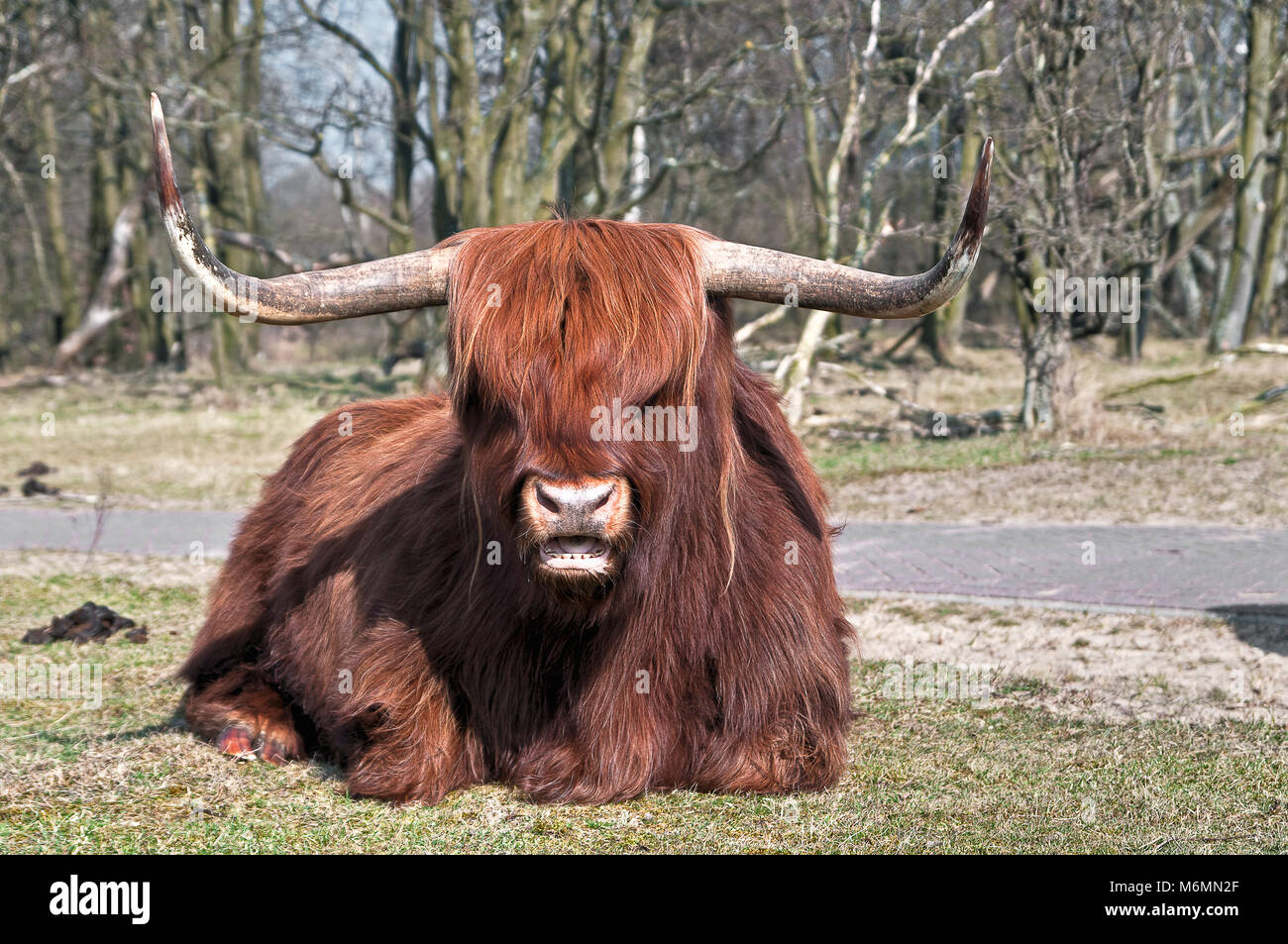 Scottish highlander hi-res stock photography and images - Alamy