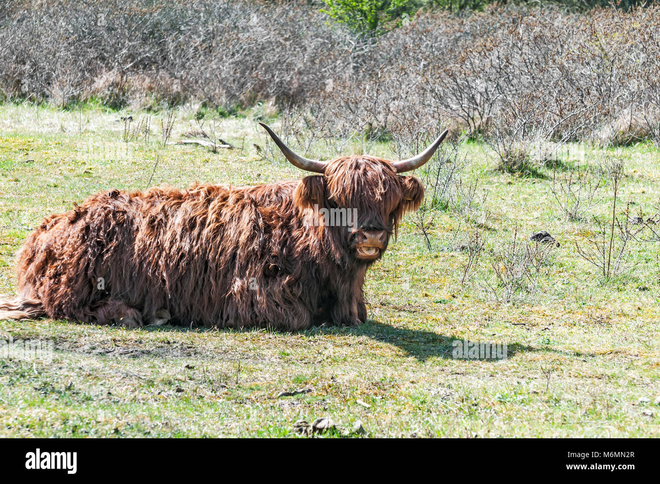 Scottish highlander lying on the grass in a forest Stock Photo - Alamy
