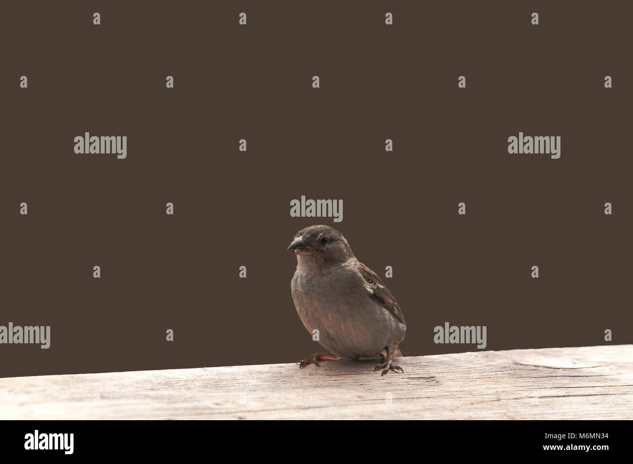 Sparrow beautiful bird photo hi-res stock photography and images - Alamy