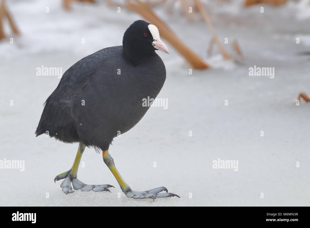 Common moors hi-res stock photography and images - Alamy