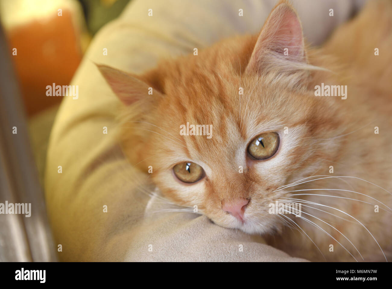 cute ginger kitten close up Stock Photo - Alamy