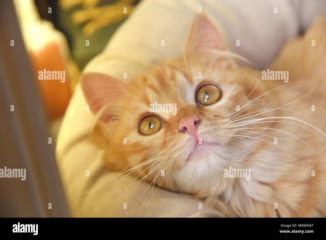 cute ginger kitten close up Stock Photo - Alamy