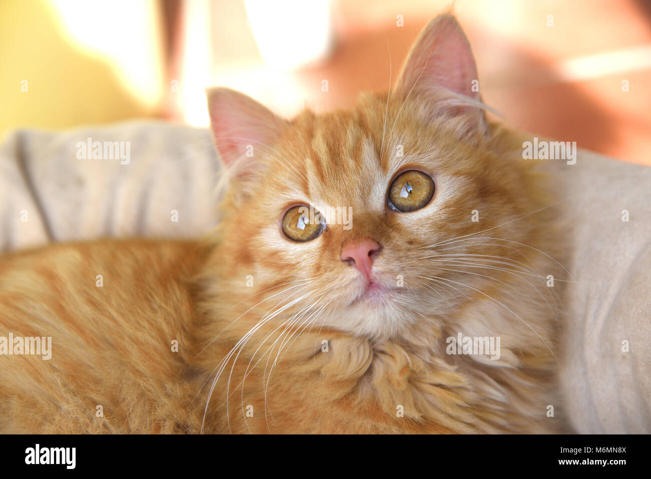 cute ginger kitten close up Stock Photo - Alamy