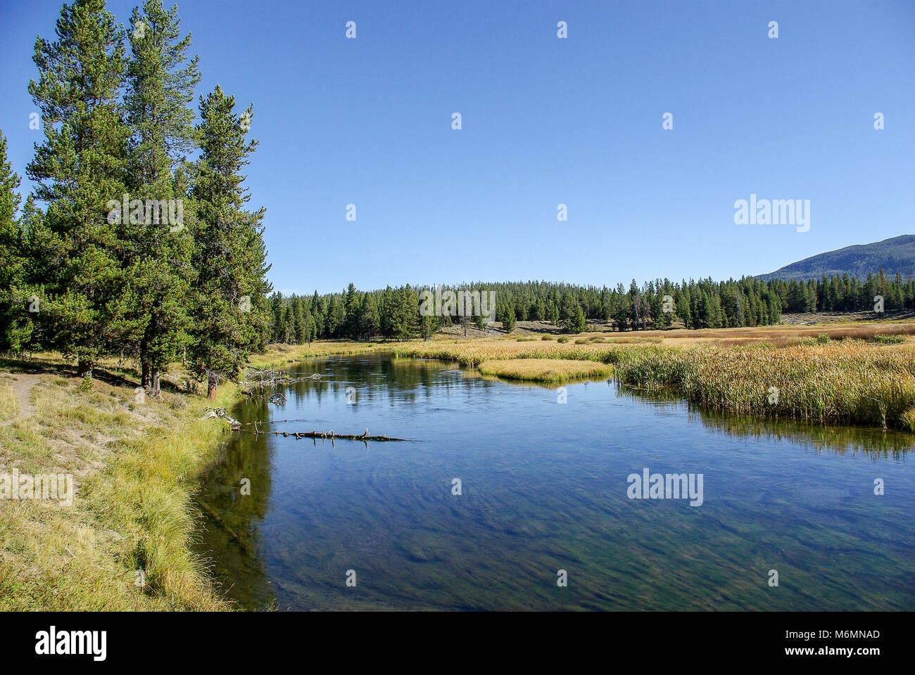Wetlands surrounded by pine trees and marsh Stock Photo - Alamy