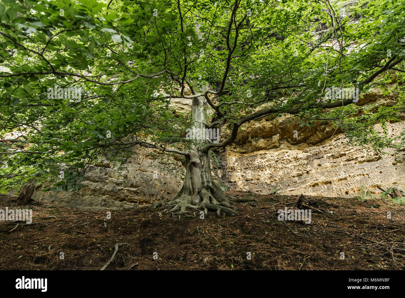 Czech national park hi-res stock photography and images - Alamy