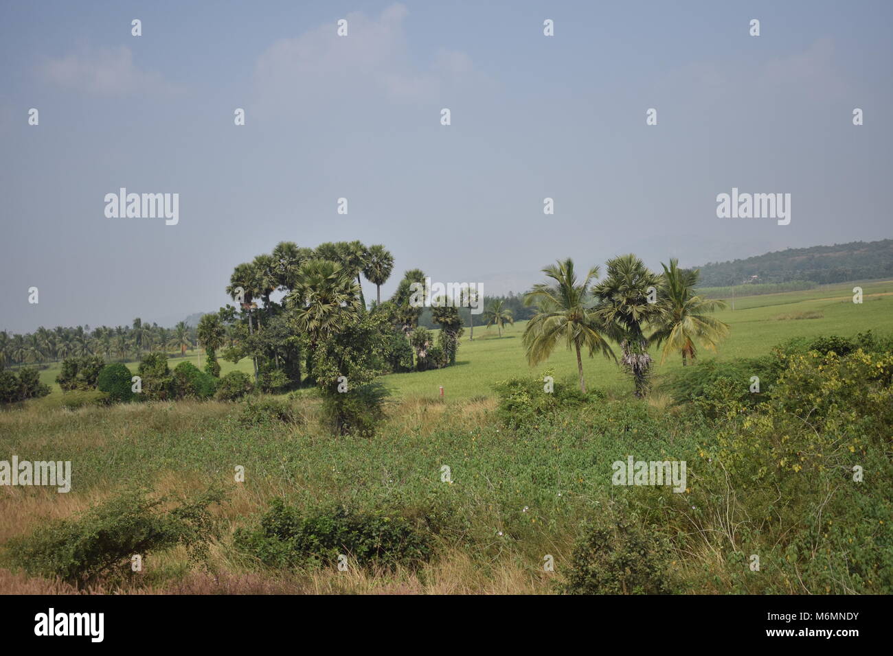 coconut tree plantation at Indian farming land looking awesome Stock ...