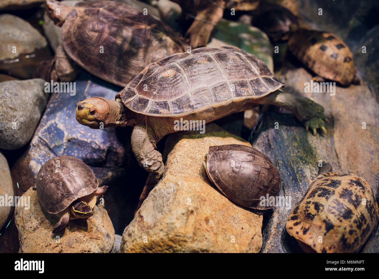 photography of the terrapin on green turtles in an aquarium Stock Photo ...