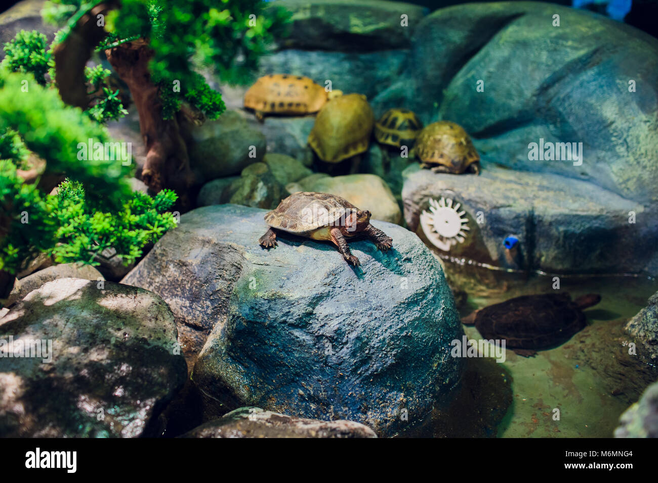 photography of the terrapin on green turtles in an aquarium Stock Photo ...