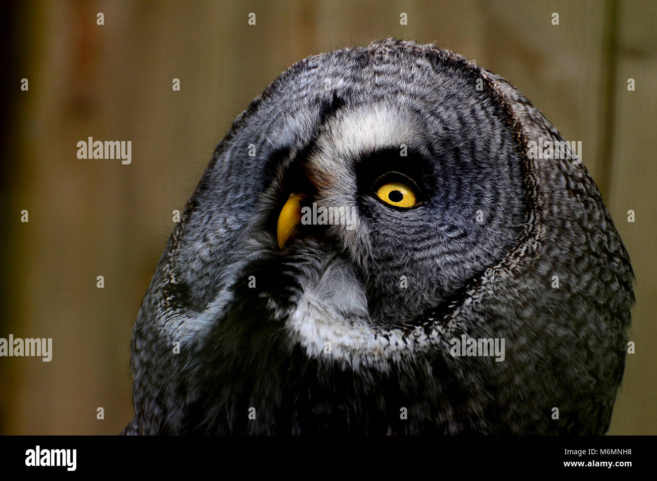 Great grey owl looking upwards, face view in sunlight Stock Photo - Alamy