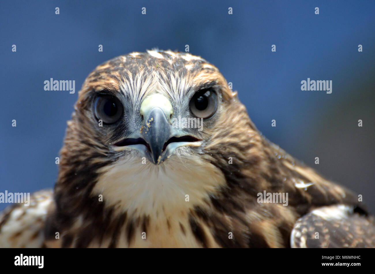 White chin hawk hi-res stock photography and images - Alamy
