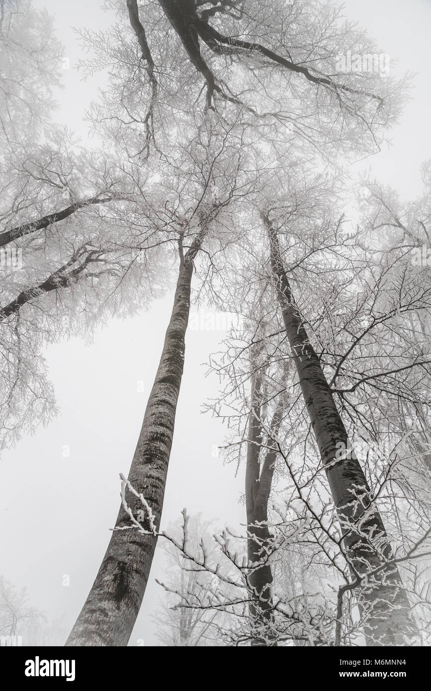 Beautiful trees seen from the ground looking up, in winter Stock Photo ...