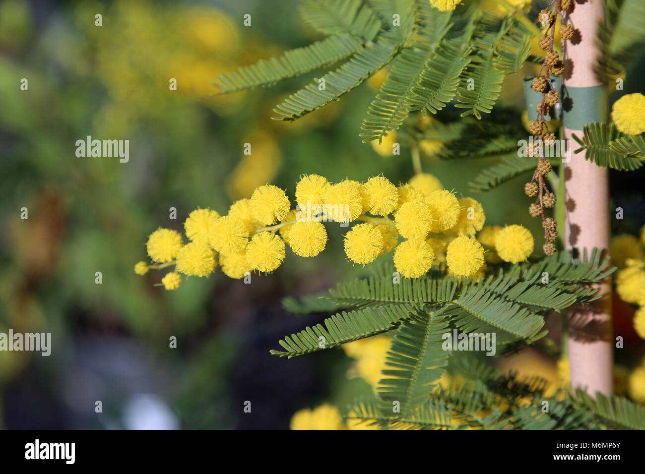 branch of yellow mimosa in bloom symbol of women's day Stock Photo - Alamy