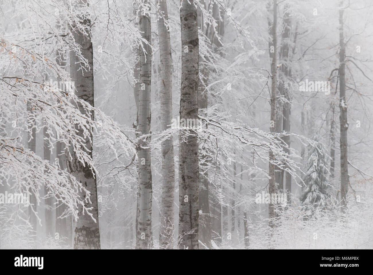 Beautiful winter landscape, frosty trees in a misty forest Stock Photo ...