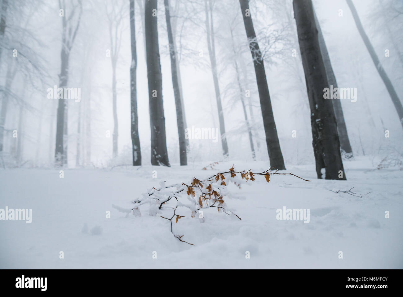 Beautiful winter landscape, frosty trees in a foggy forest Stock Photo ...
