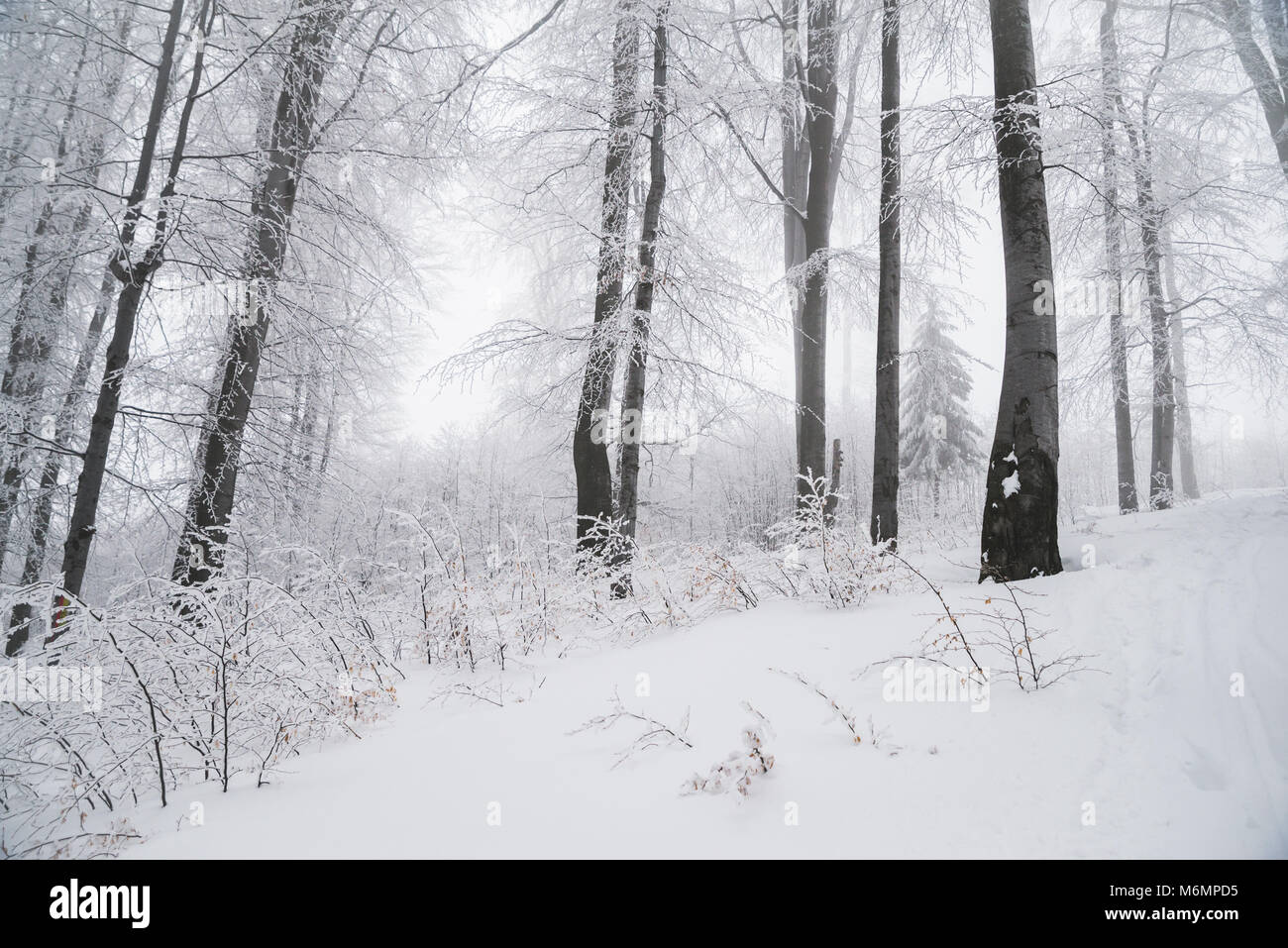 Beautiful winter landscape, frosty trees in a foggy forest Stock Photo ...