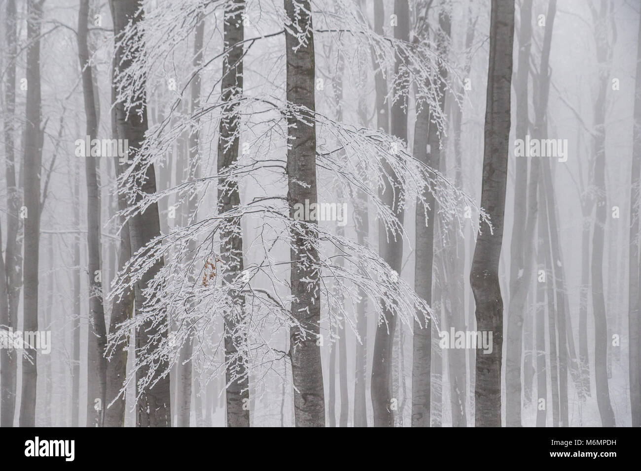 Beautiful winter landscape, frosty trees in a foggy forest Stock Photo ...