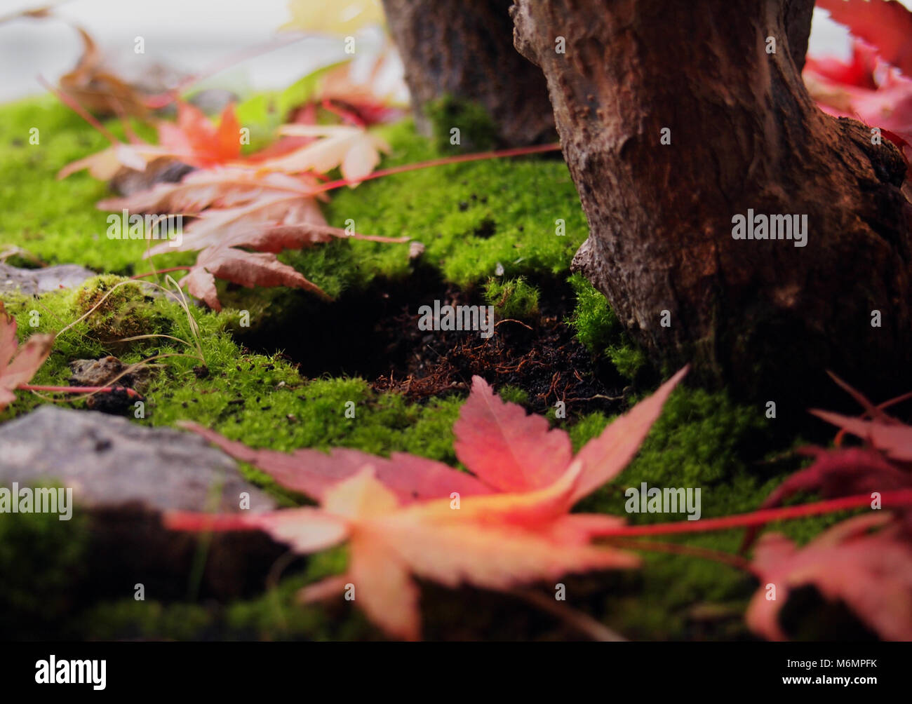 Momiji arce hi-res stock photography and images - Alamy