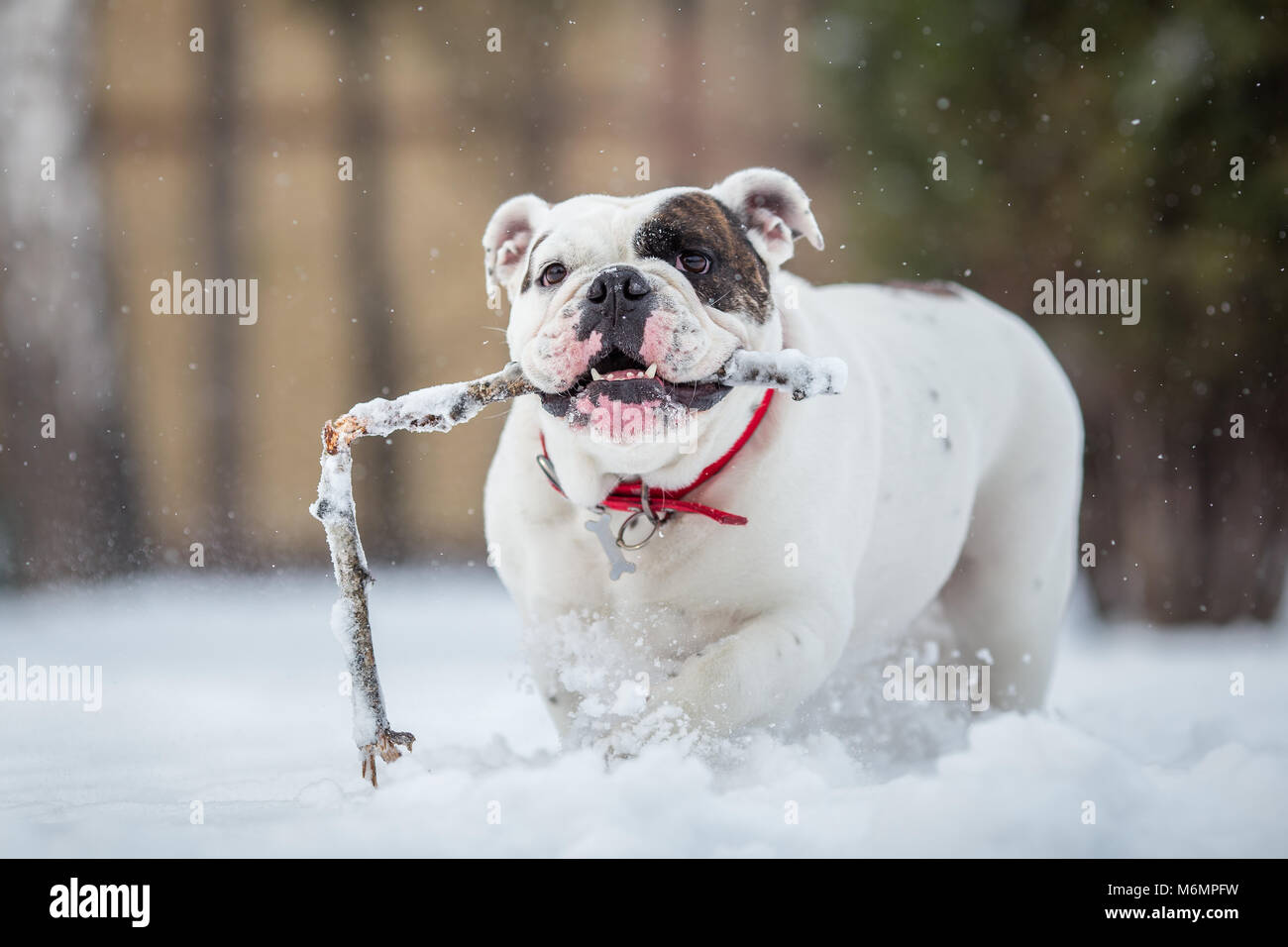 English bulldog playing with stick on snowy winter day Stock Photo - Alamy