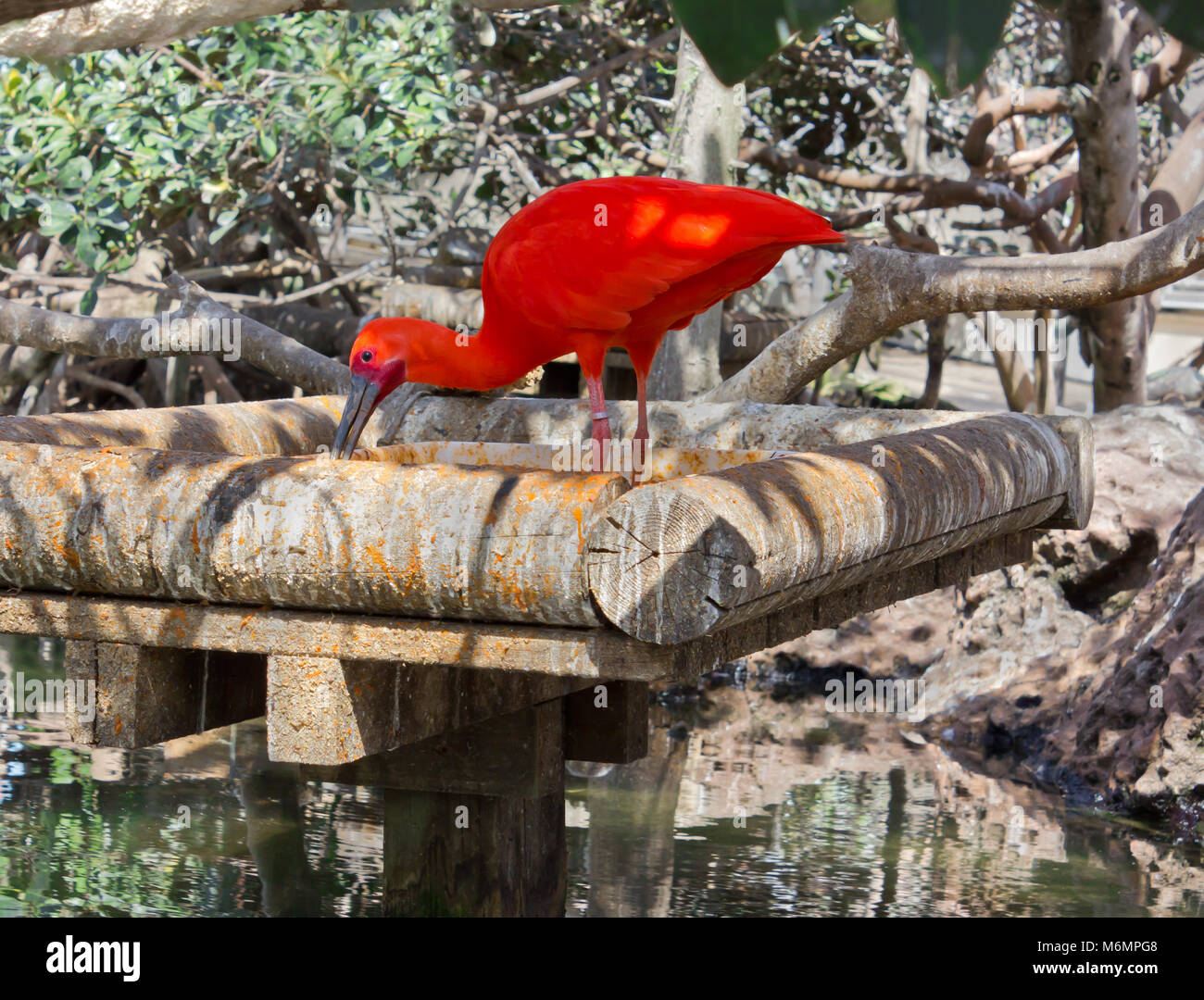Scarlet ibis on a wooden structure built over the water surface Stock ...