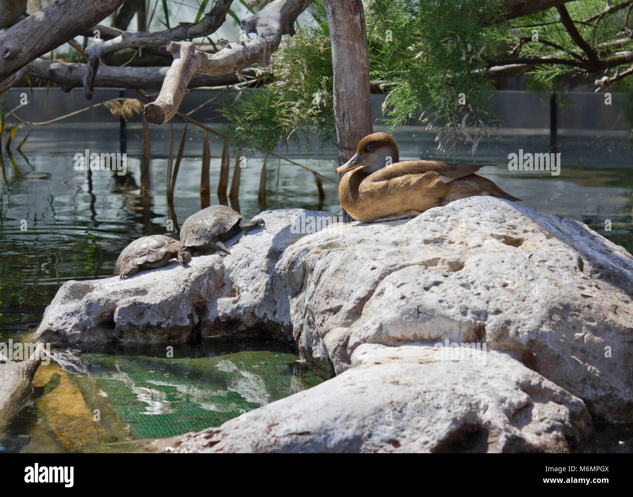 Pond duck turtle hi-res stock photography and images - Alamy