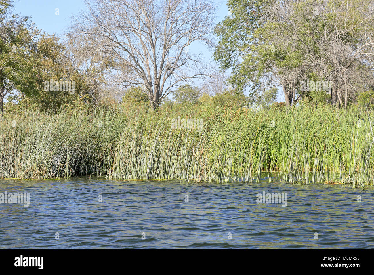 packed water reeds growing at El Dorado East Regional Park, Long Beach ...