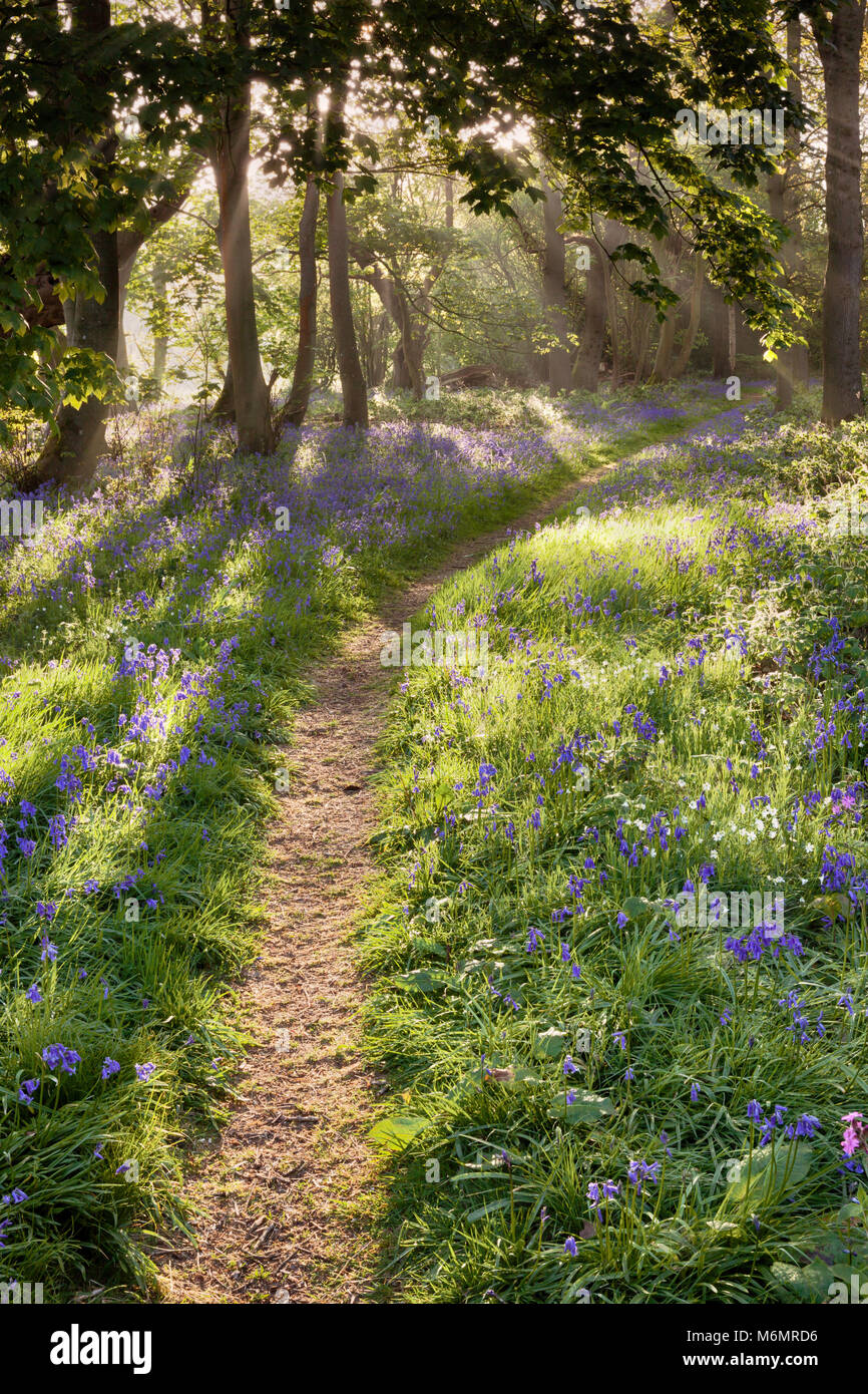 Long path through bluebell woodland beautiful sunrise through the trees ...