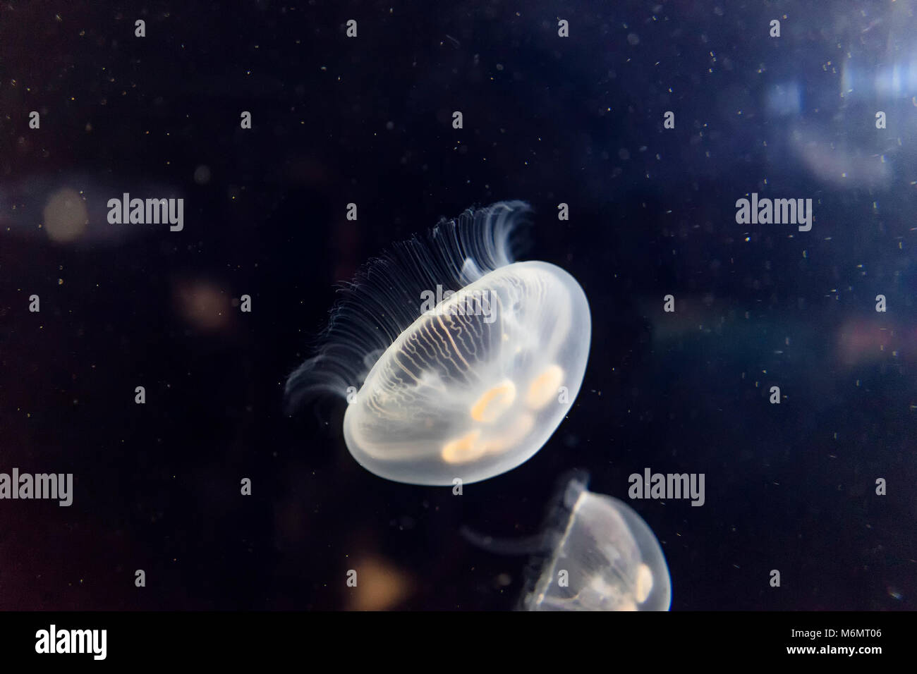 White jellyfish swimming in Oceanographic aquarium in Valencia, Spain ...