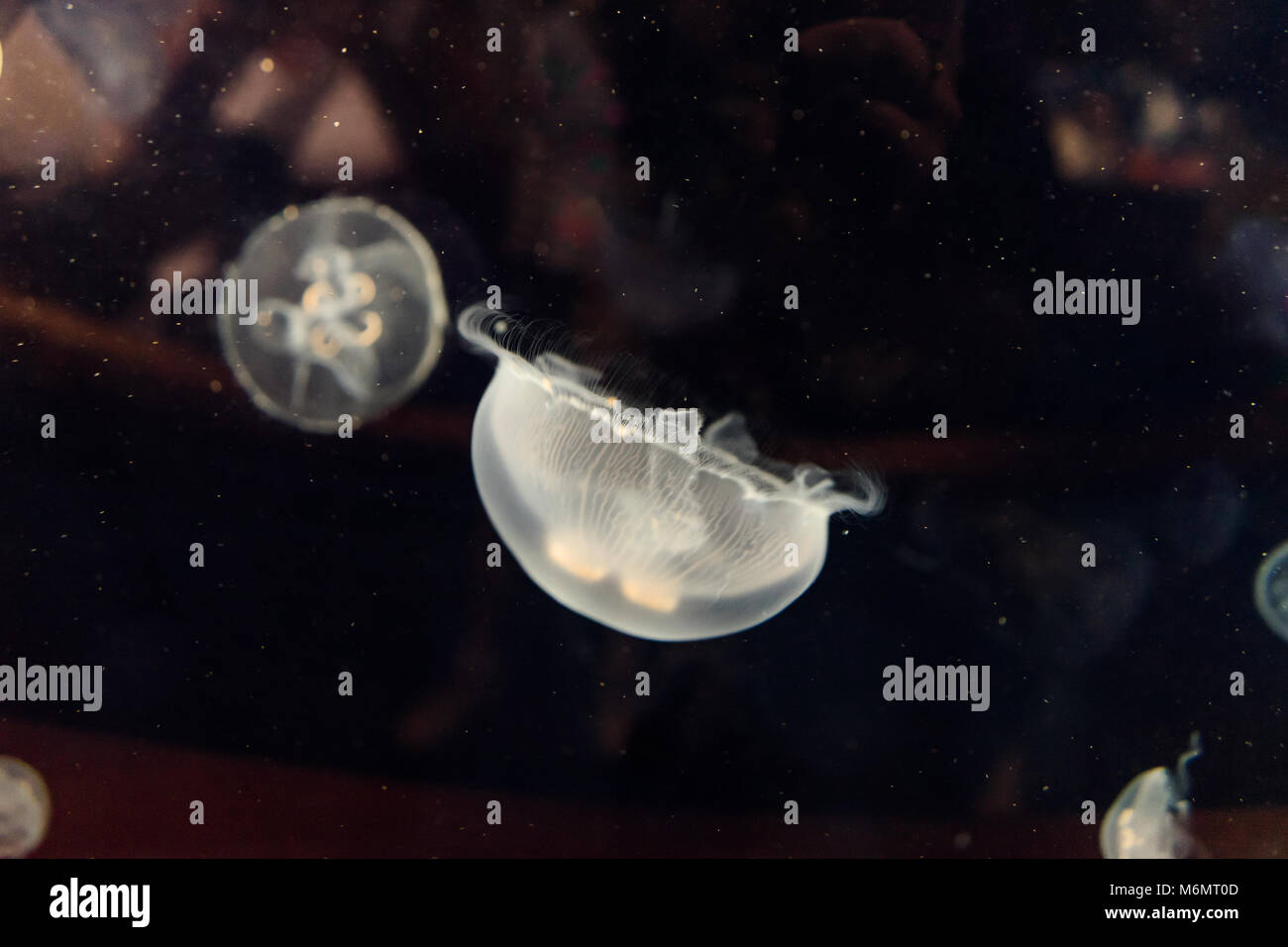White jellyfish in Valencia aquarium, Spain, Europe Stock Photo - Alamy