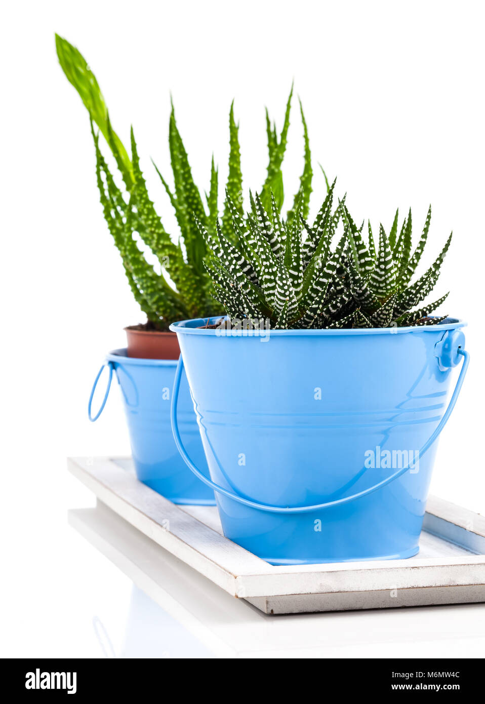 Genus aloe hi-res stock photography and images - Alamy