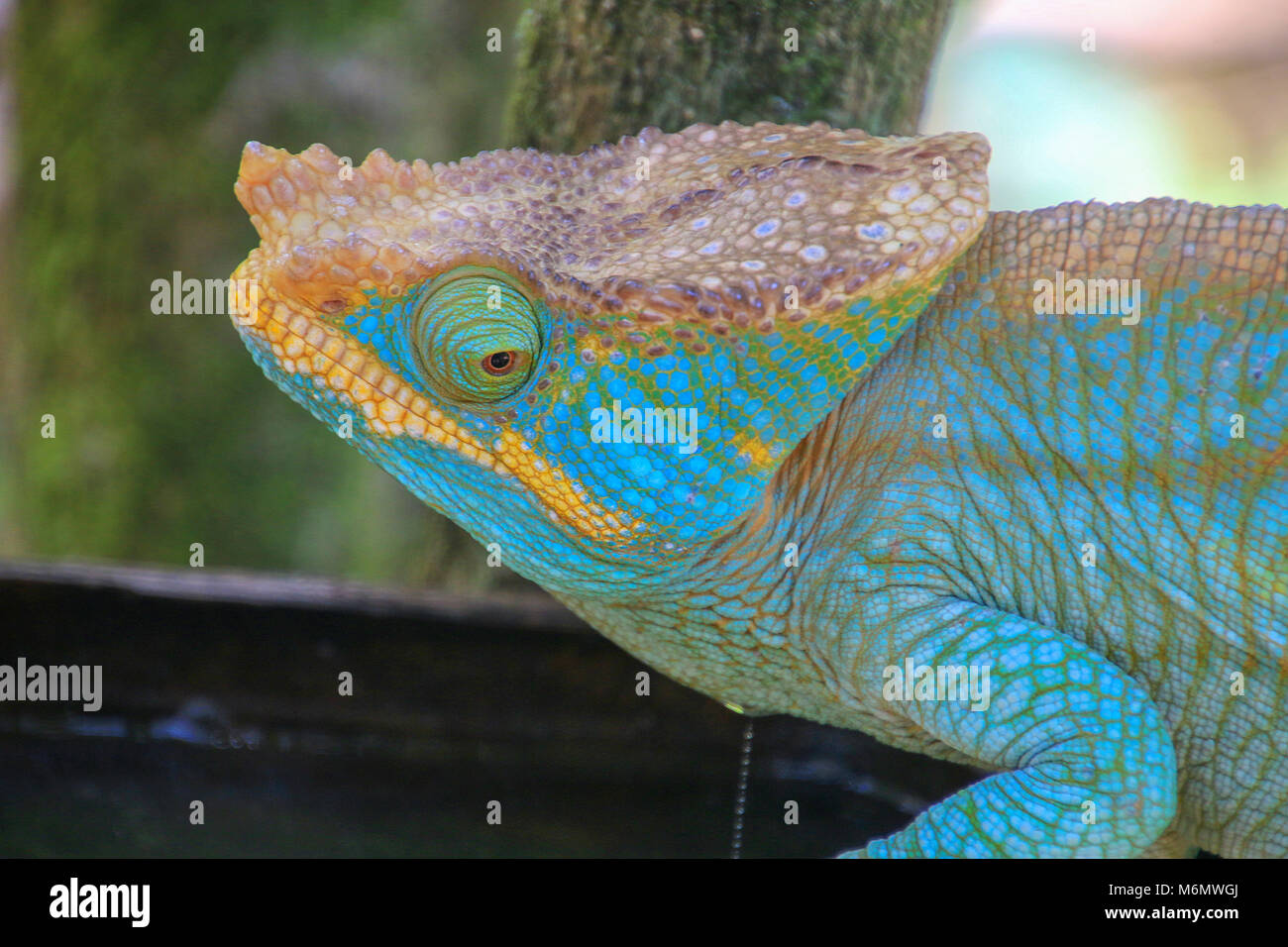 Close up of an Aquamarine Chameleon on a branch. Photographed in ...