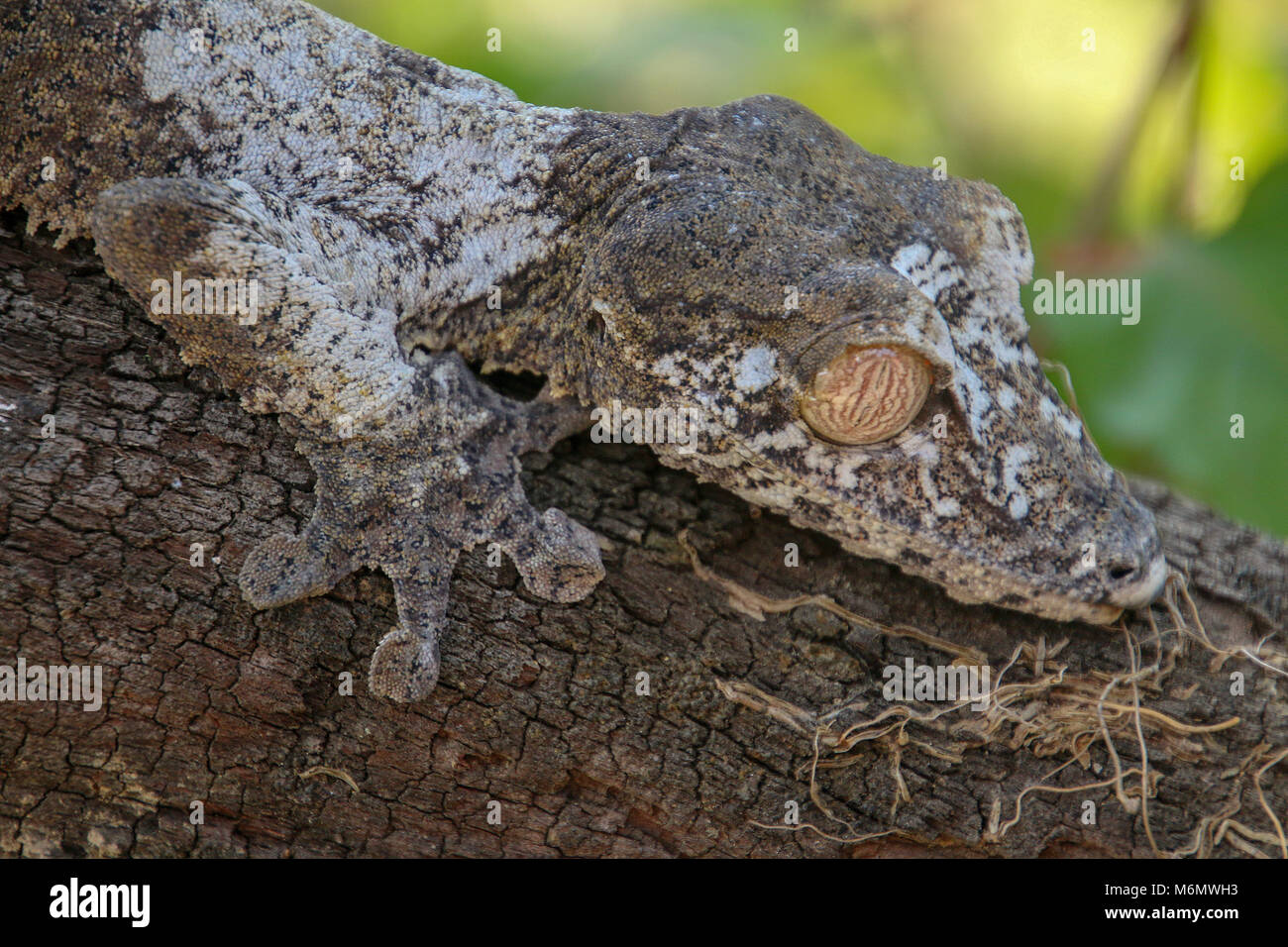 Closeup of a Smooth-backed Gliding Gecko (Ptychozoon lionotum ...