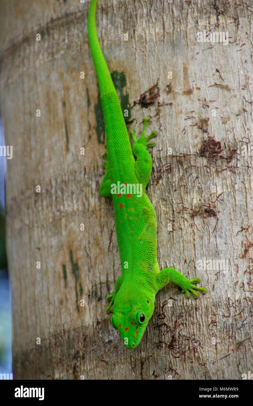 Close up of a Green Gecko on a branch. Photographed in Madagascar Stock ...