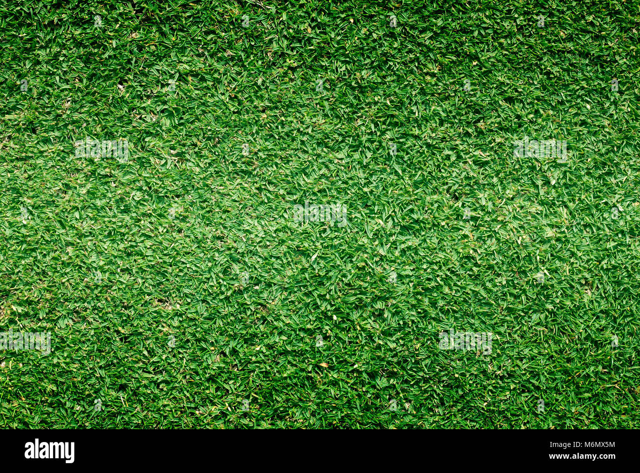 grass background Golf Courses green lawn pattern textured background ...